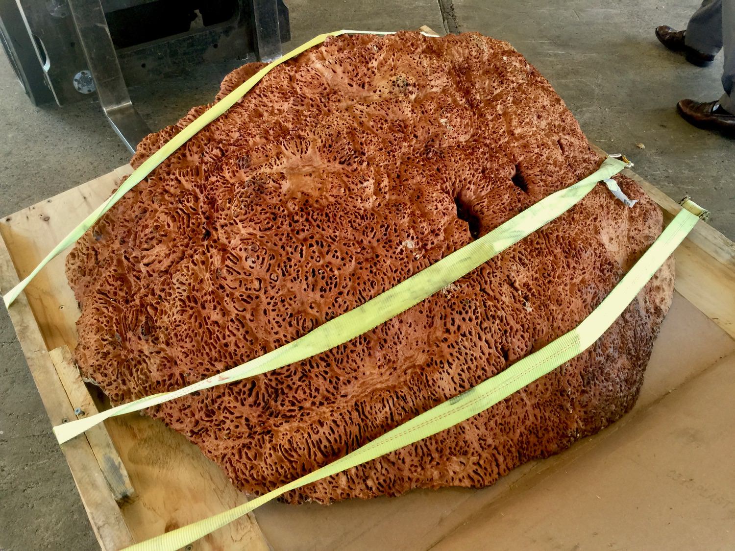 AustralianBurls.com - Red River Gum Burl Caps