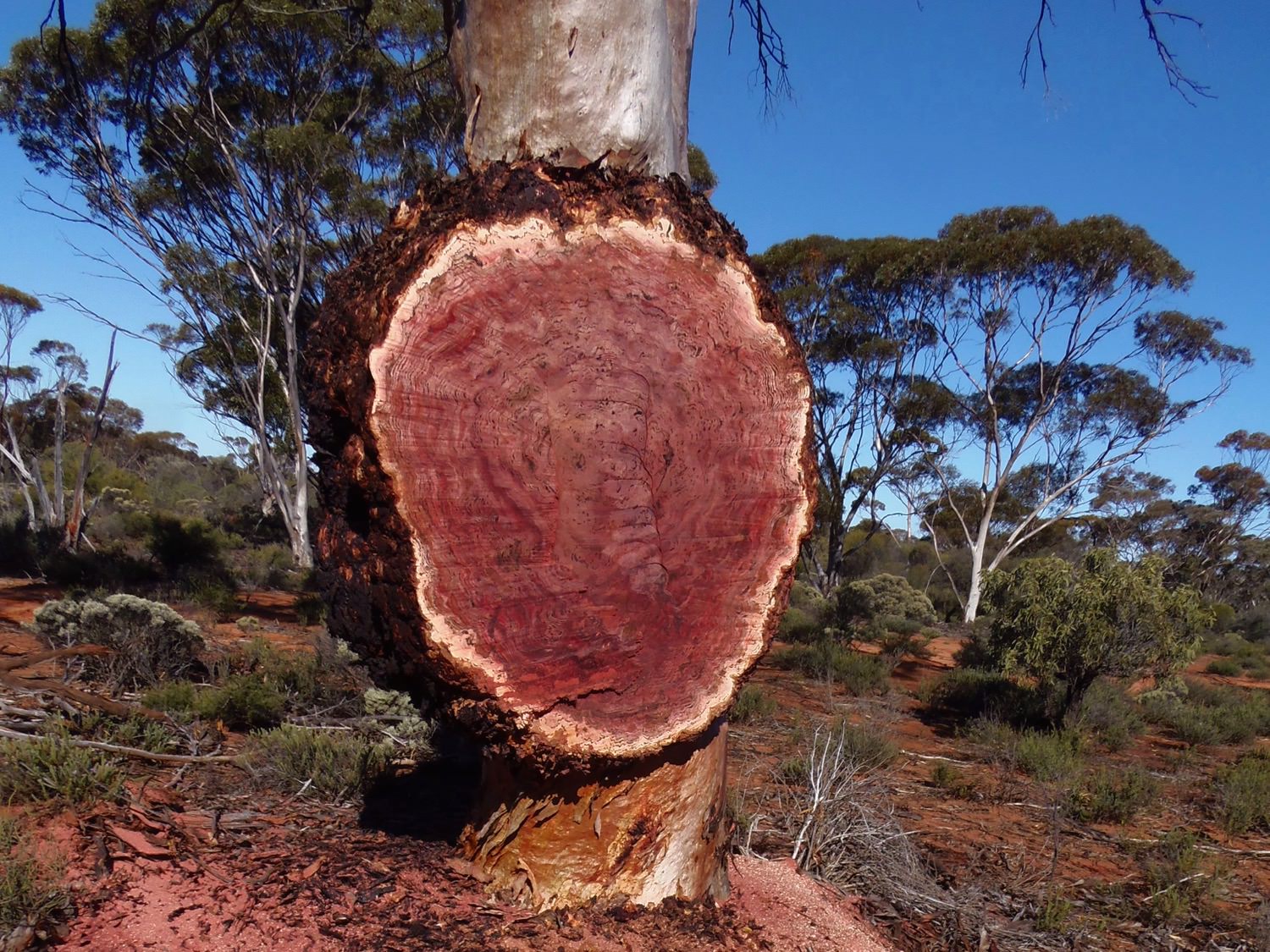 AustralianBurls.com - Salmon Gum Burl Caps