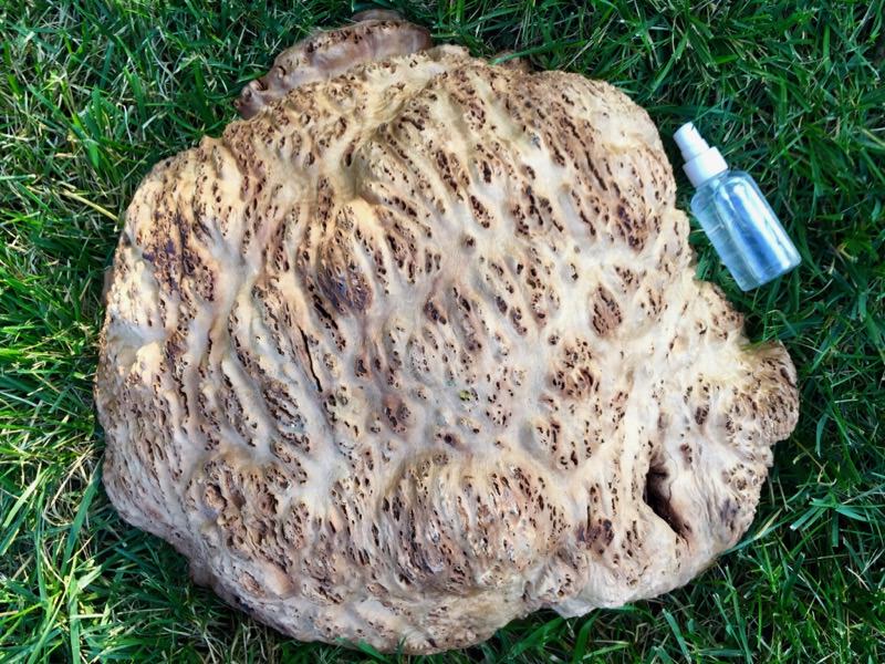 AustralianBurls.com - Salmon Gum Burl Caps