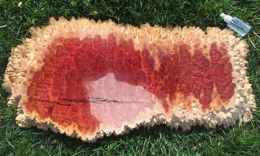AustralianBurls.com - Large Burl Slabs