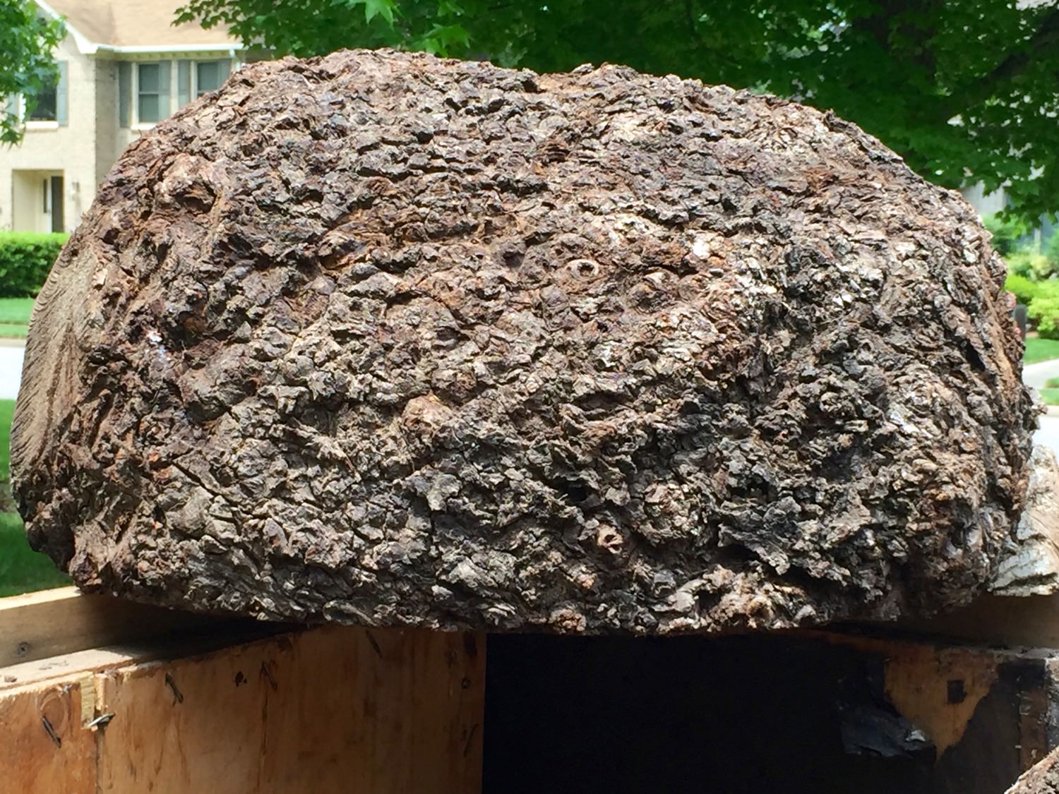 AustralianBurls.com - Claro Walnut Burl